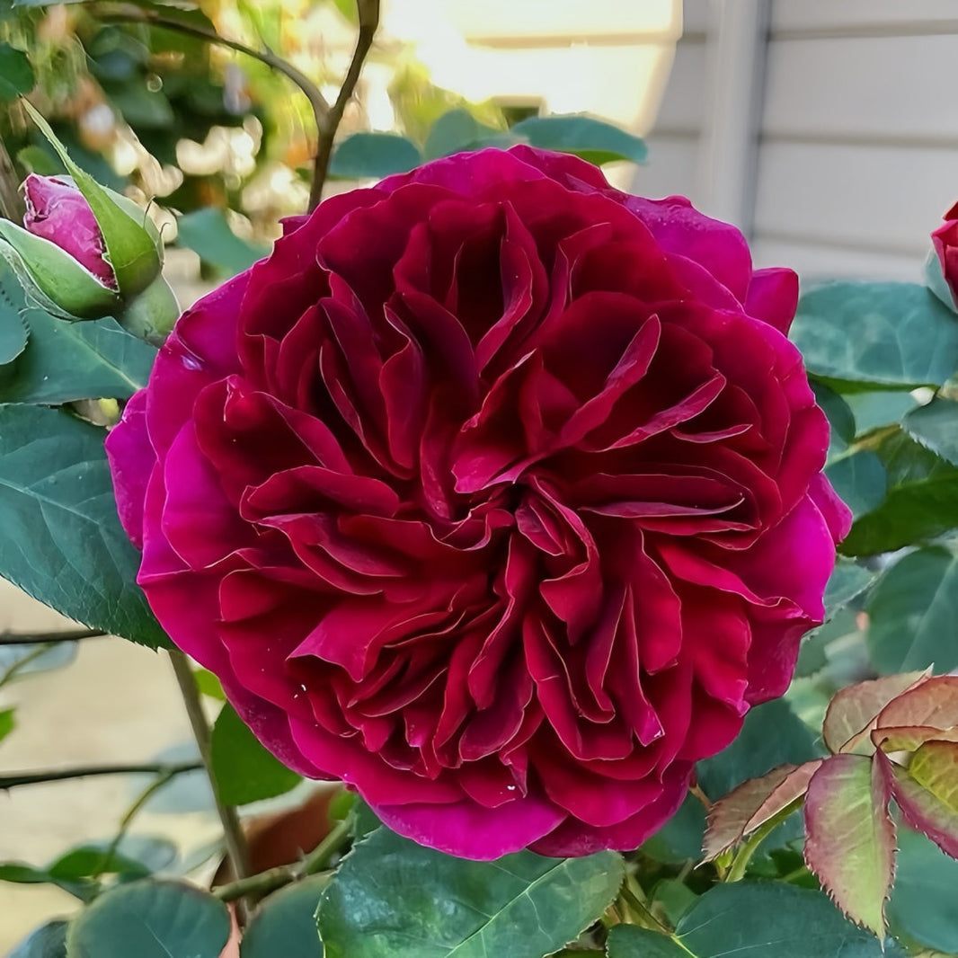 Roses From China – Muse Roses